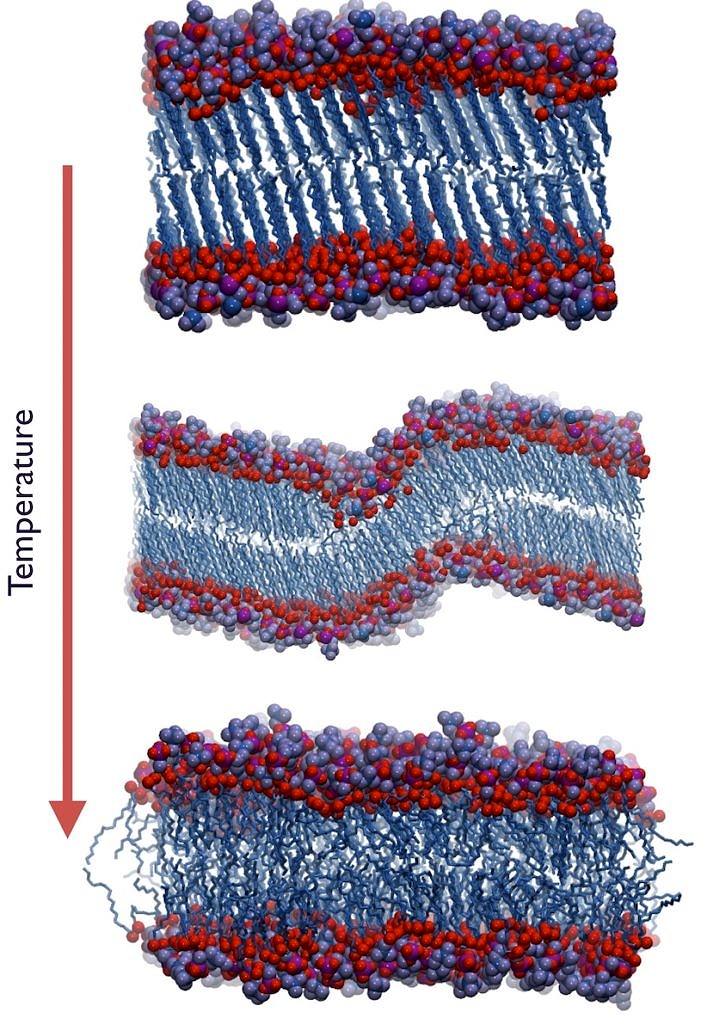 Research - Computational Biology
