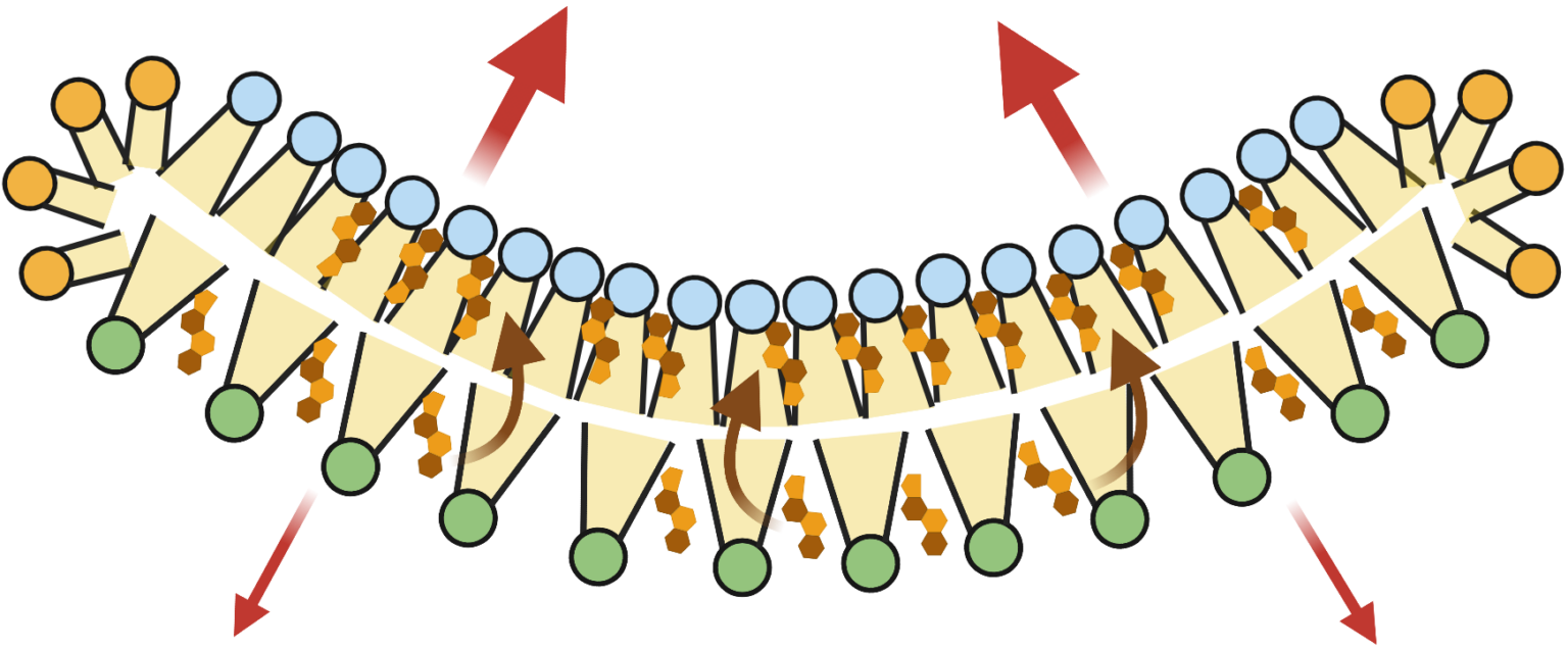 Biomembrane Research: Unleashing New Possibilities with Lipid Membrane ...